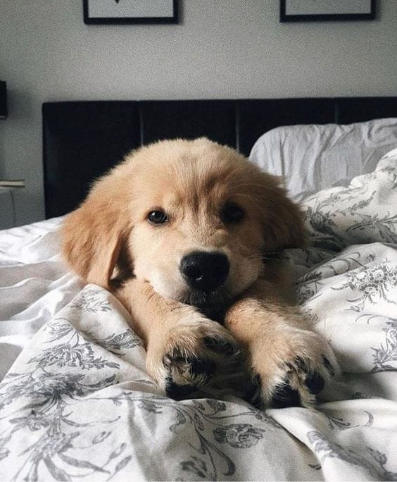 14 Photos of Labrador Retrievers That Inspire You to Start Your Morning ...