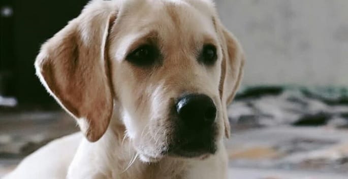 21 Things All Labrador Owners Should Know - PetPress