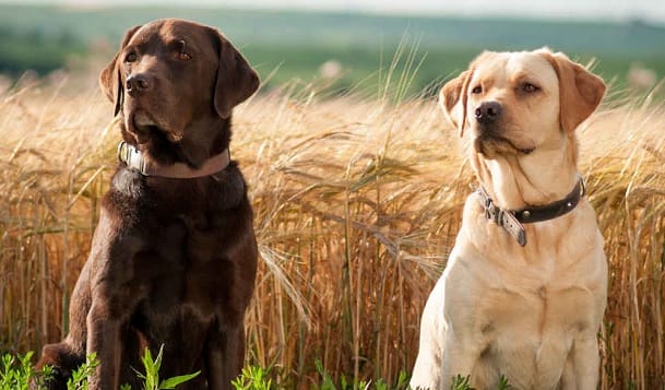 Top 14 Characteristics of Labrador Retrievers - PetPress