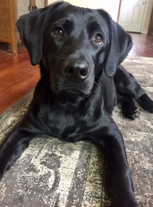 14 Adorable Black Labrador Pictures So You Want To Adopt At Least One ...