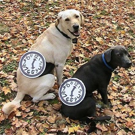 14 Cute Halloween Costumes For Labradors And Golden Retrievers - PetPress