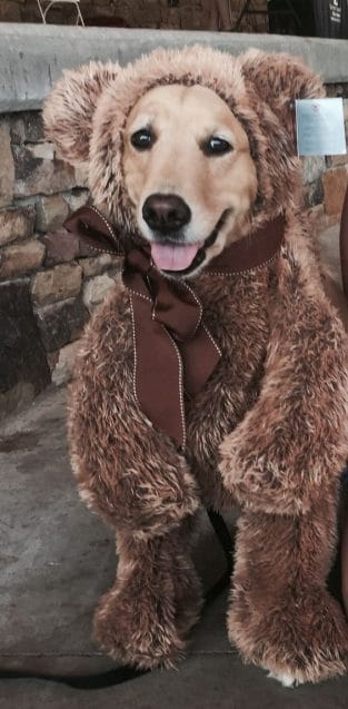 14 Cute Halloween Costumes For Labradors And Golden Retrievers - PetPress