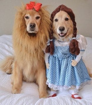14 Cute Halloween Costumes For Labradors And Golden Retrievers - PetPress