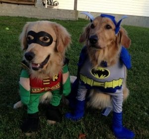 14 Cute Halloween Costumes For Labradors And Golden Retrievers - PetPress