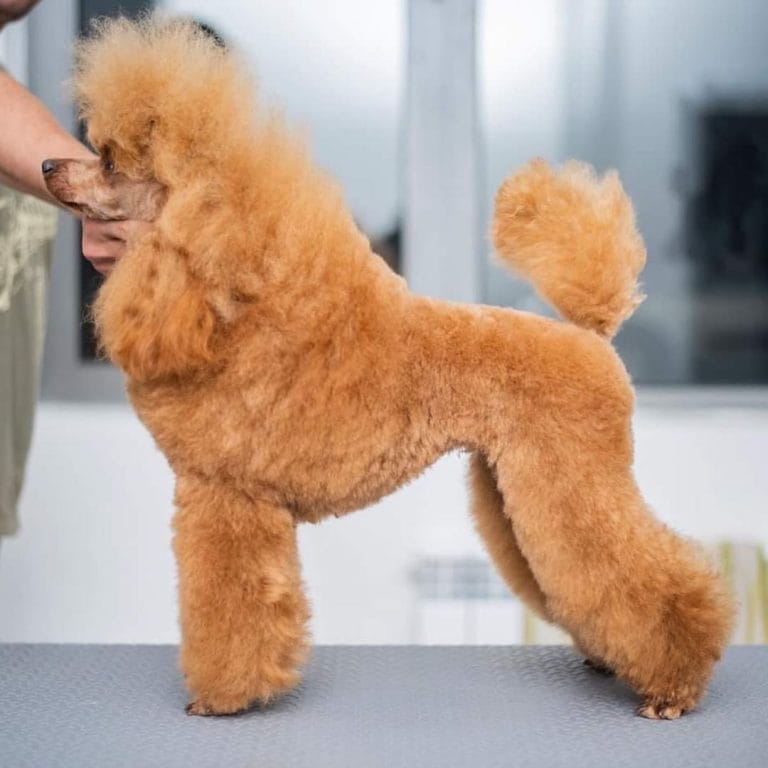 15 Delectable Facts About Fluffy Poodles - Page 2 of 4 - PetPress