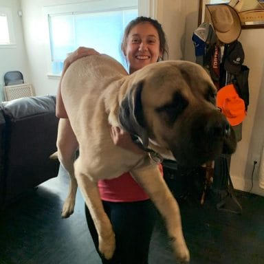 14 Huge Facts About Wonderful English Mastiffs - PetPress