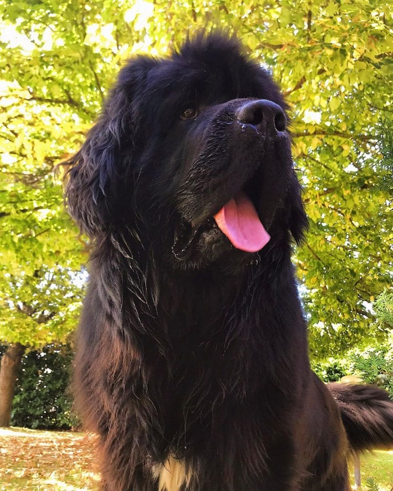 14 Perfect Facts About Massive Newfoundland Dogs - Page 2 of 4 - PetPress