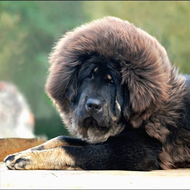 14 Interesting Facts About The Tibetan Mastiff - Page 3 of 3 - PetPress