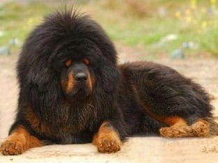 14 Interesting Facts About The Tibetan Mastiff - PetPress