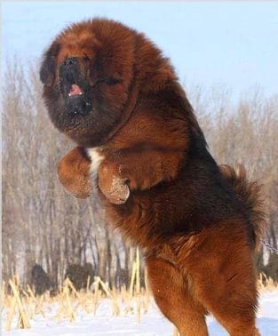 14 Interesting Facts About The Tibetan Mastiff - PetPress
