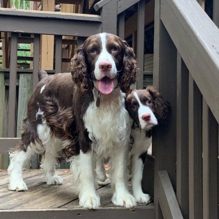 14 Interesting Facts You May Not Know About English Springer Spaniels ...