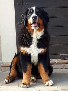 14 Stocky Facts About Bernese Mountain Dogs - PetPress