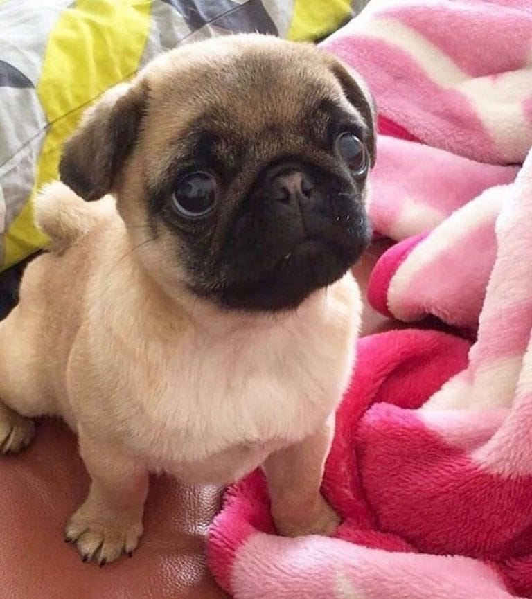 14 Reasons to Adore Pugs - PetPress
