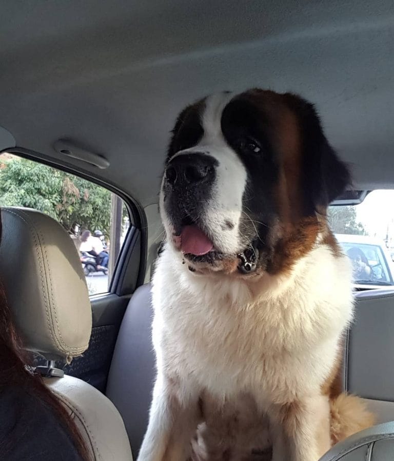 14 Huge Facts About Massive Saint Bernards - PetPress