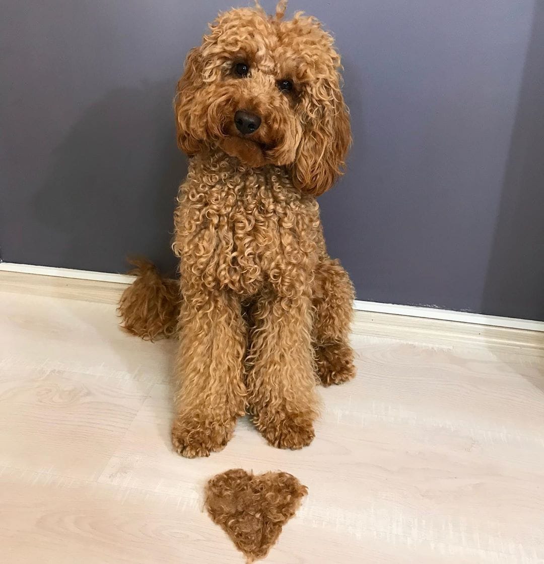 15 Delectable Facts About Fluffy Poodles - PetPress