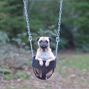 14 Reasons Why Pugs Are Intimidating - PetPress