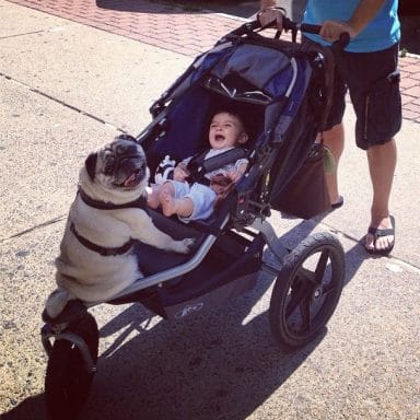 14 Reasons Why Pugs Are Intimidating - PetPress