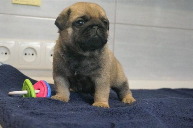 14 Reasons Why Pugs Are Intimidating - PetPress