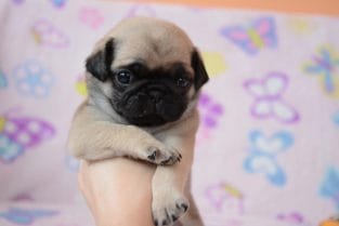 14 Reasons Why Pugs Are Intimidating - PetPress
