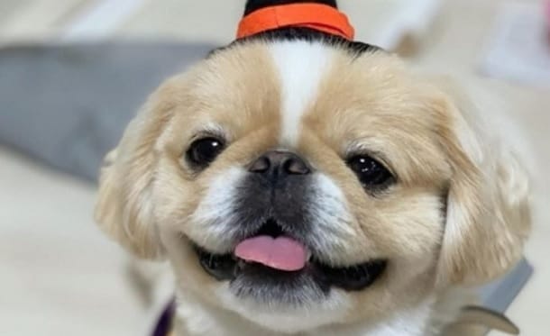 16 Funny Pictures Showing That Pekingese Are Ready For Halloween - PetPress