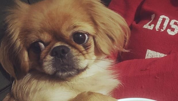 14 Interesting Things You Didn`t Know About the Pekingese - PetPress