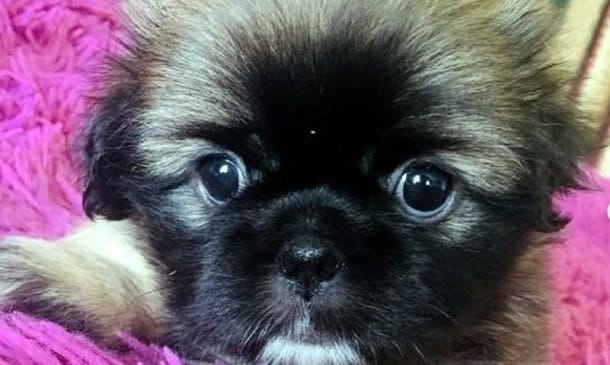 15 Incredible And Interesting Facts About The Pekingese - PetPress