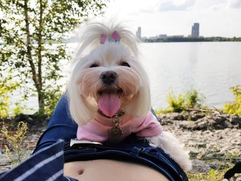 16 Super Yorkies That Will Make Everyone Smile - PetPress