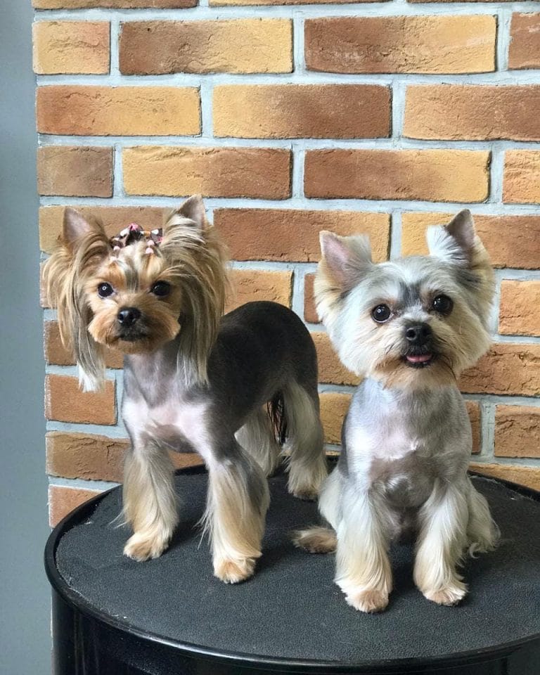 16 Super Yorkies That Will Make Everyone Smile - PetPress