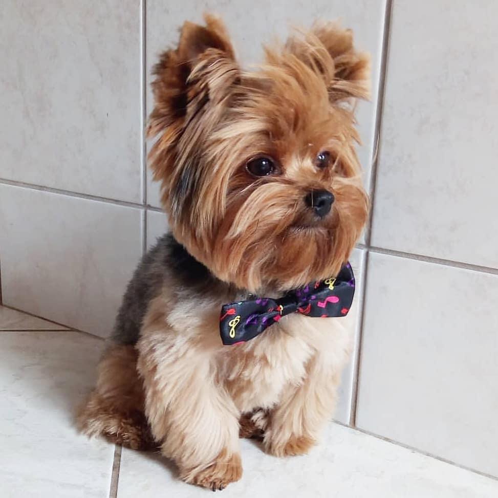 16 Super Yorkies That Will Make Everyone Smile - PetPress