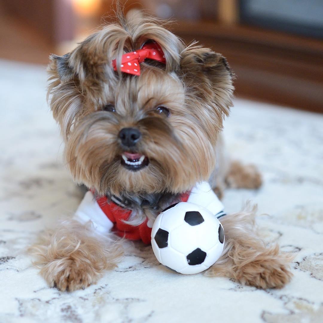 16 Super Yorkies That Will Make Everyone Smile - PetPress