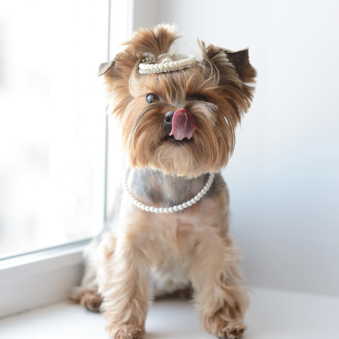 16 Super Yorkies That Will Make Everyone Smile - PetPress