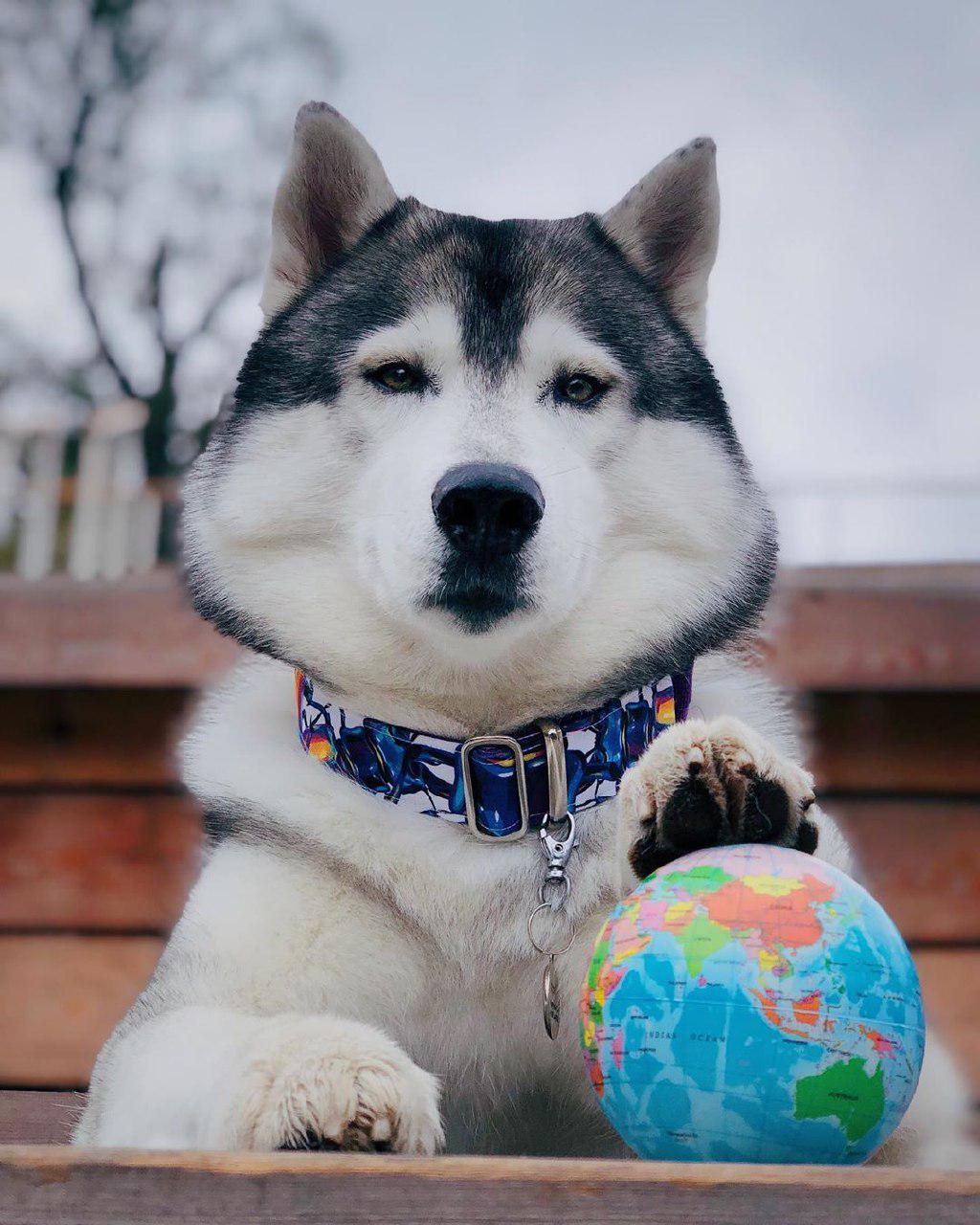 15 Worldly Wisdoms From Huskies That Will Surprise You
