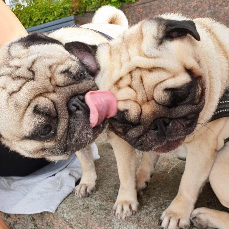 15 Reasons Pugs Are The Funniest Dogs In The World - PetPress