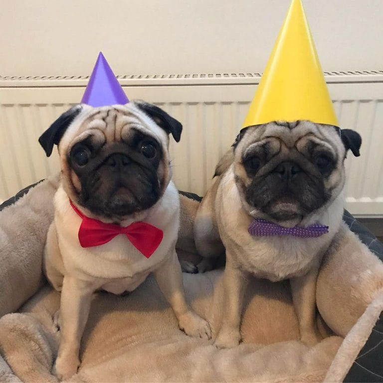 15 Reasons Pugs Are The Funniest Dogs In The World - PetPress