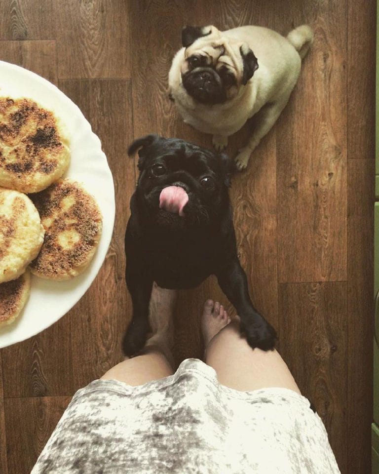15 Reasons Pugs Are The Funniest Dogs In The World - PetPress