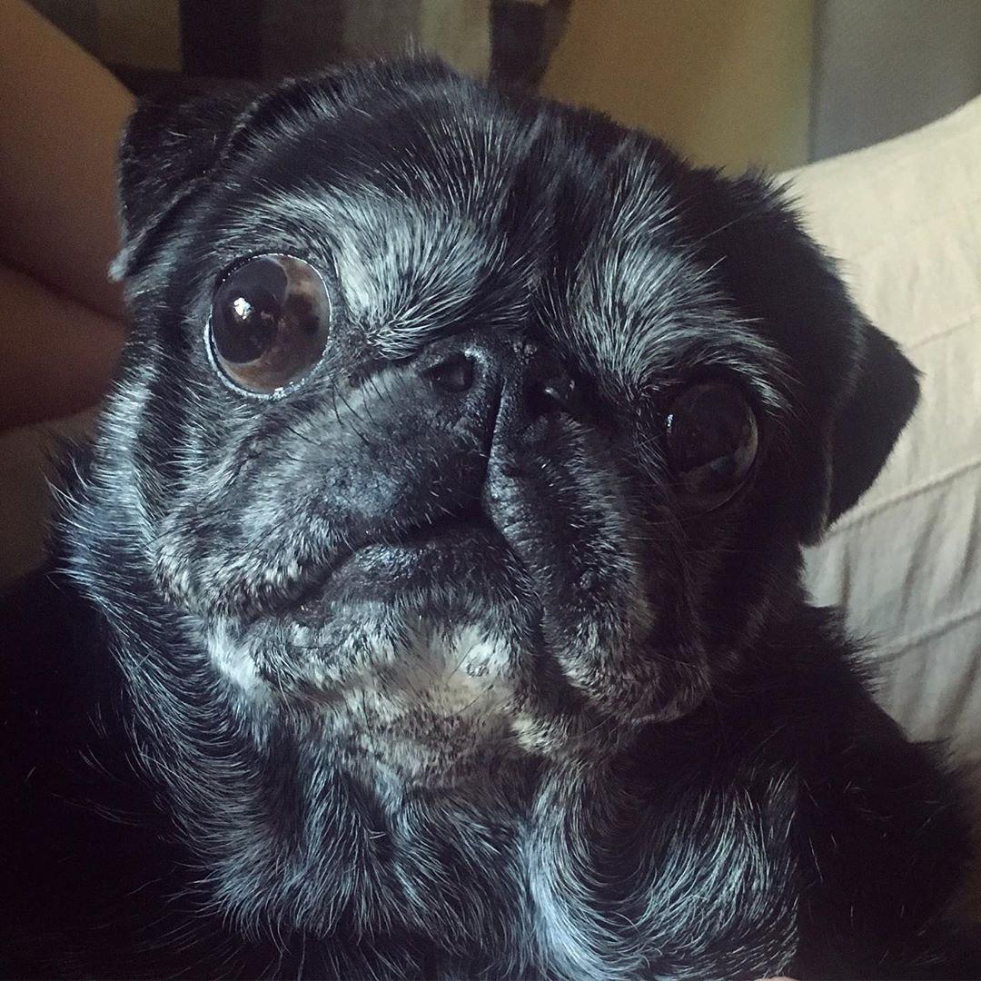 15 Reasons Why Pug Faces Are The Best - PetPress