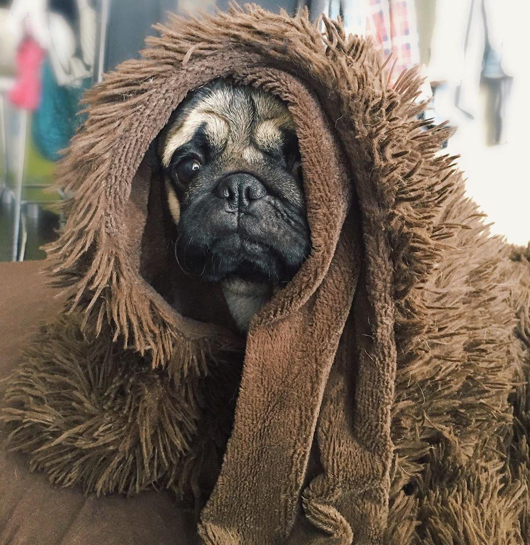 15 Reasons Why Pug Faces Are The Best - PetPress