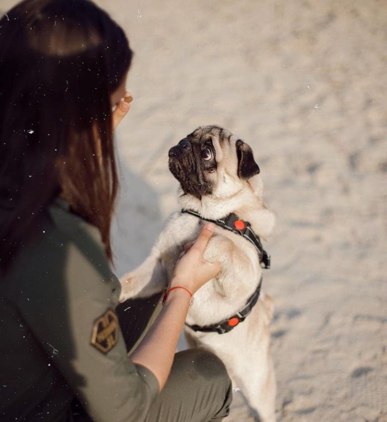 15 Reasons Why Pug Faces Are The Best - PetPress