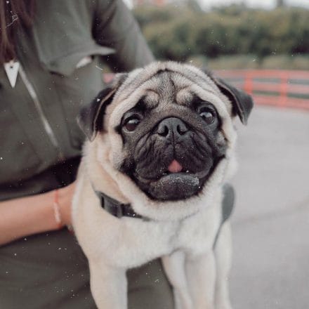 15 Reasons Why Pug Faces Are The Best - PetPress