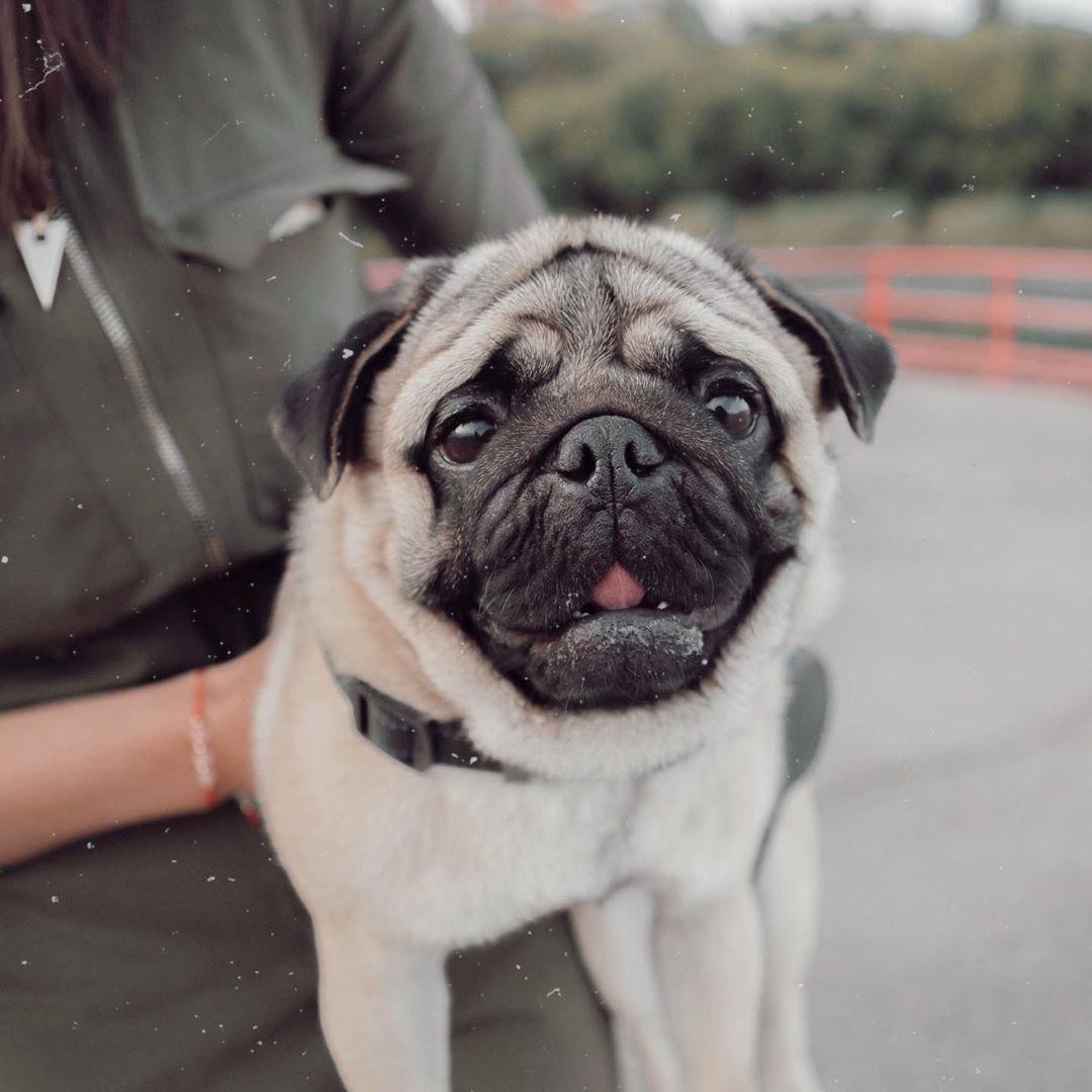 15 Reasons Why Pug Faces Are The Best - PetPress