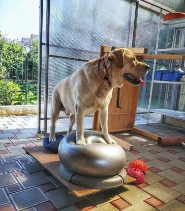 15 Things Only Labrador Retriever Owners Understand - PetPress