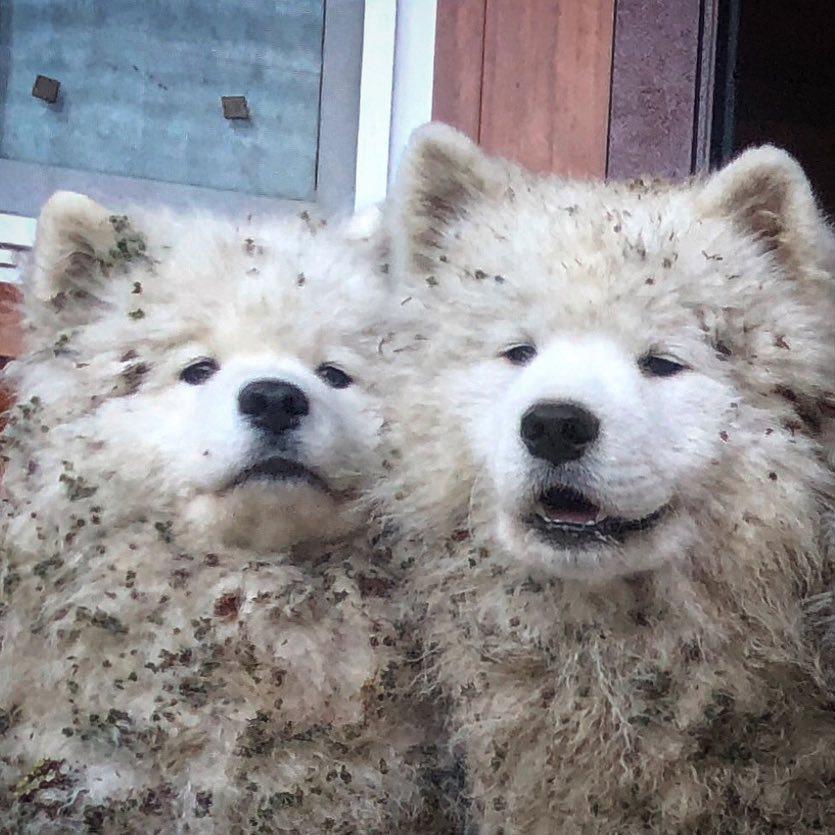 14 Funny Photos Proving That Samoyeds Are Basically Fluffy Marshmallows ...