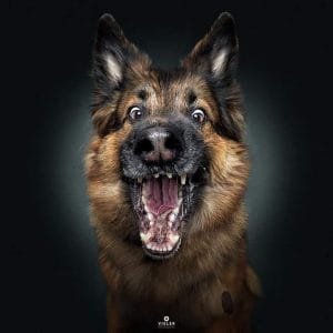 16 German Shepherds That Will Brighten Your Day - PetPress