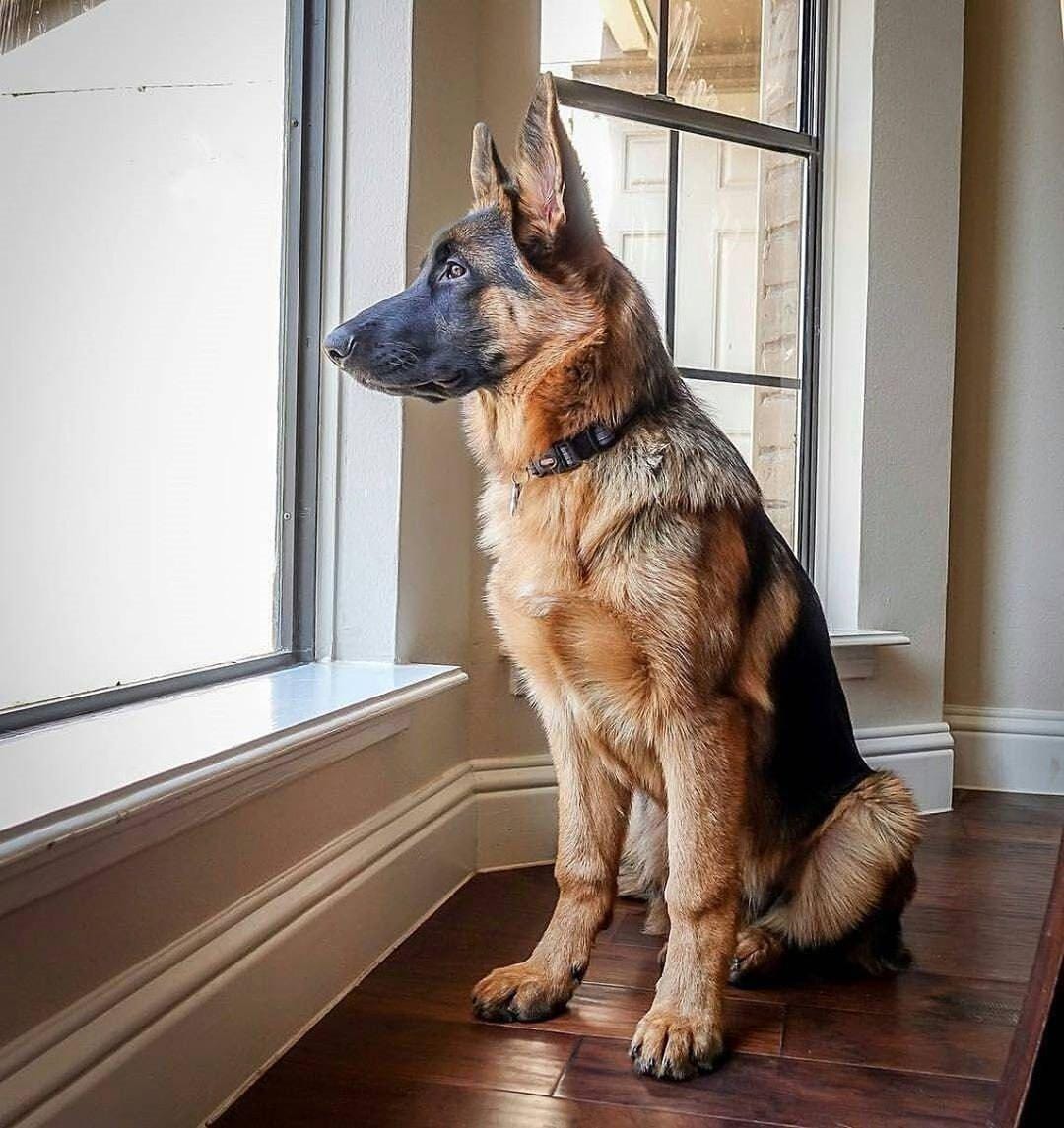 14 Photos of German Shepherds To Brighten Your Day - PetPress