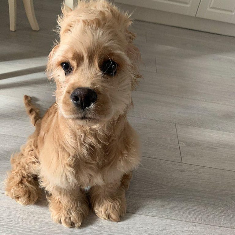 16 Reasons Cocker Spaniels Are The Worst Dogs To Live With - PetPress