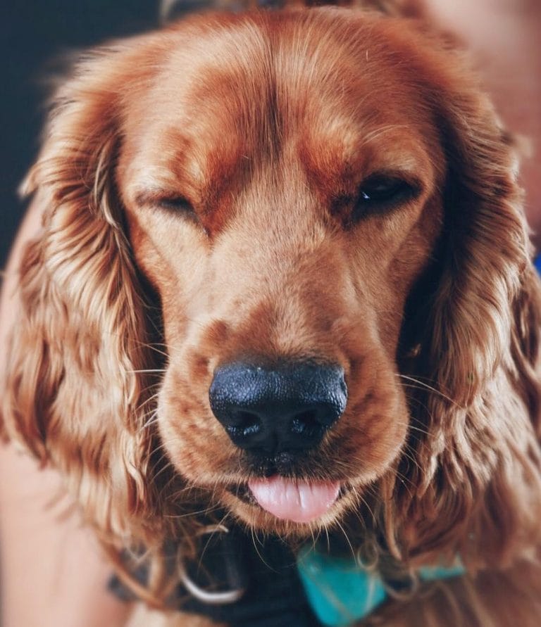16 Reasons Cocker Spaniels Are The Worst Dogs To Live With - Page 2 of ...