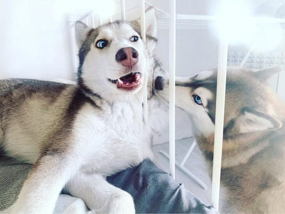 14 Adorable Photos Of Huskies That Will Make You Smile - PetPress