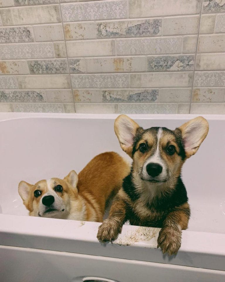 15 Things All Corgi Owners Know - PetPress