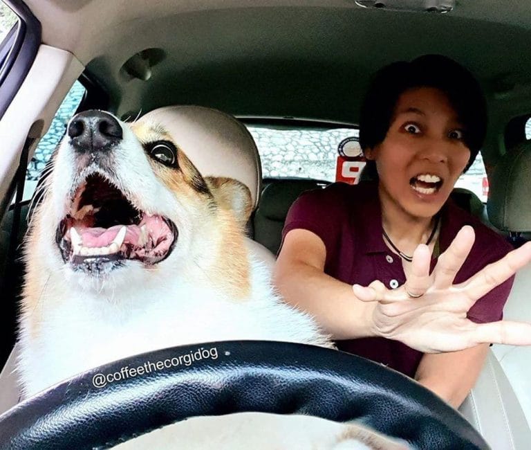 15 Things All Corgi Owners Know - Page 3 of 3 - PetPress