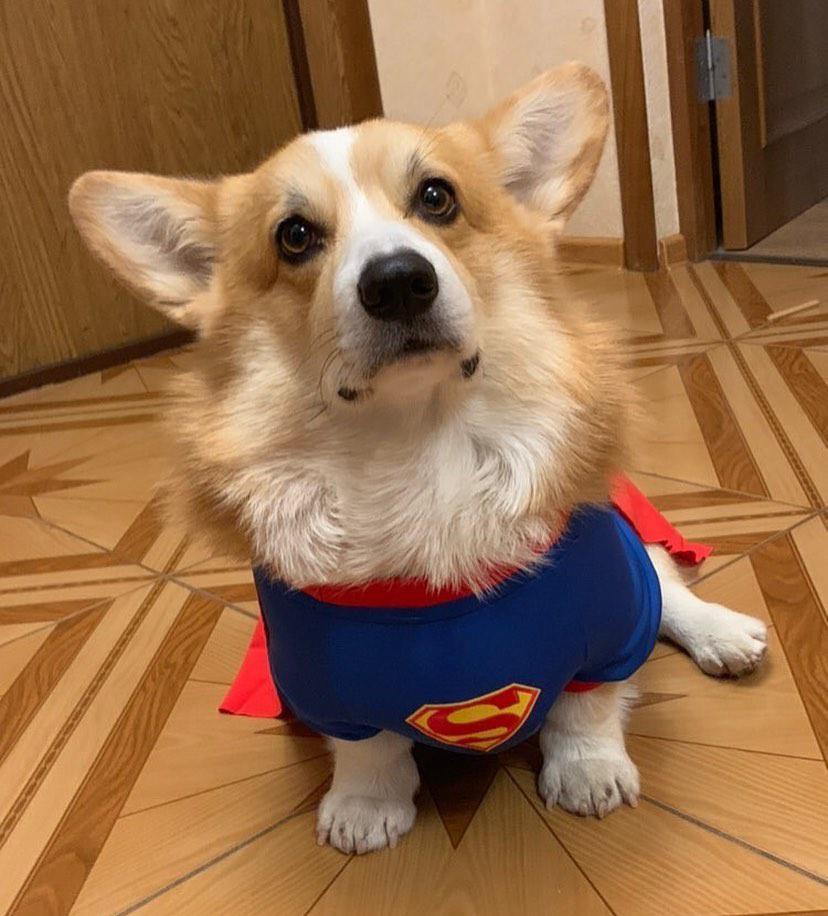 16 Perfect Halloween Costumes For Your Corgi - Page 3 of 3 - PetPress